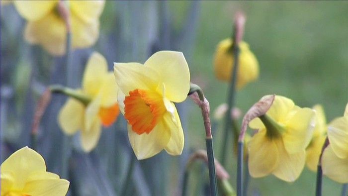 A Host of Golden Daffodils - Gardening Australia