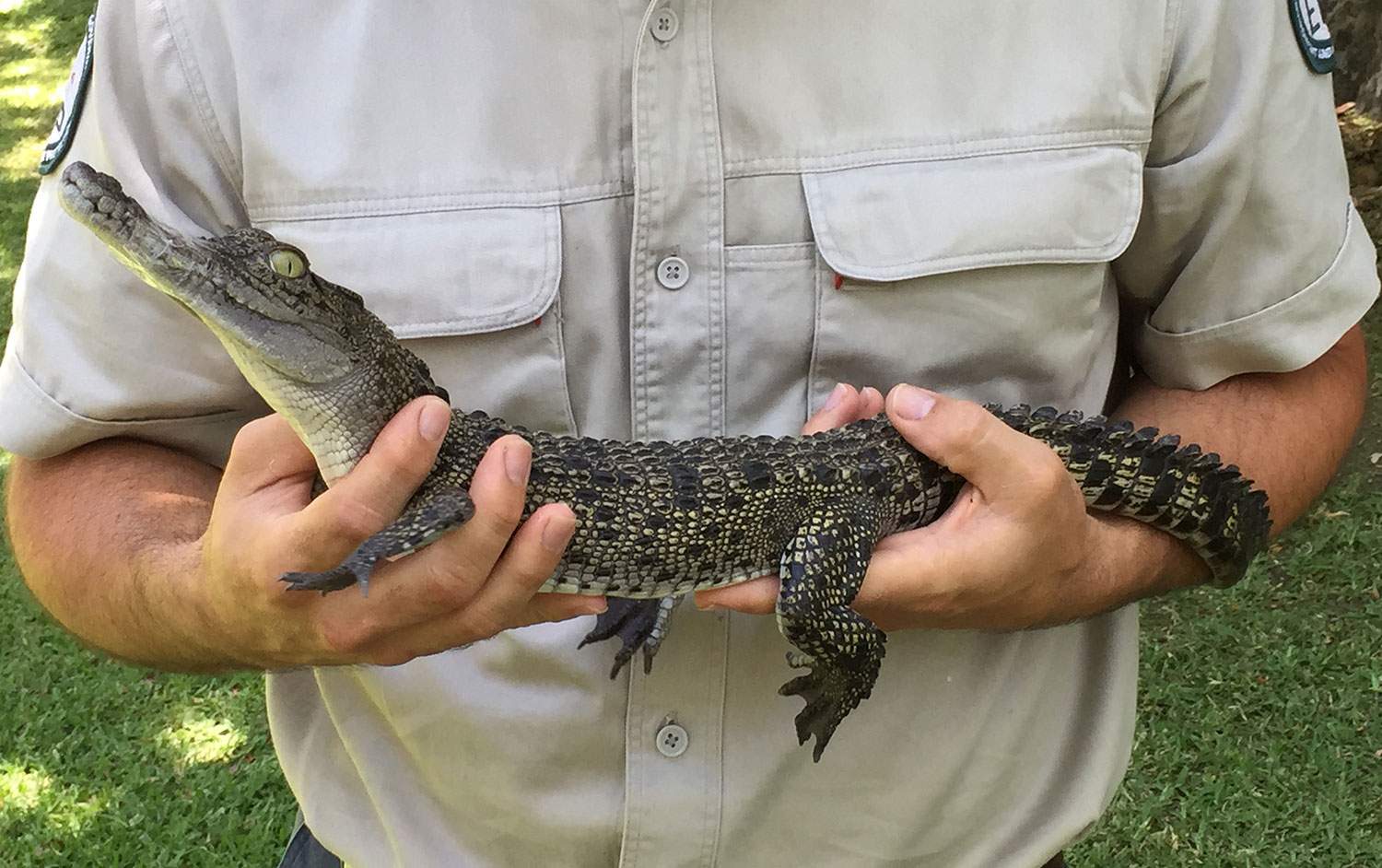 Baby croc found on side of Gold Coast road - ABC News