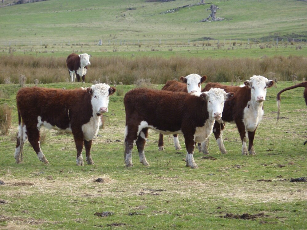 Cattle lead poisoning sparks warning for farmers - ABC News