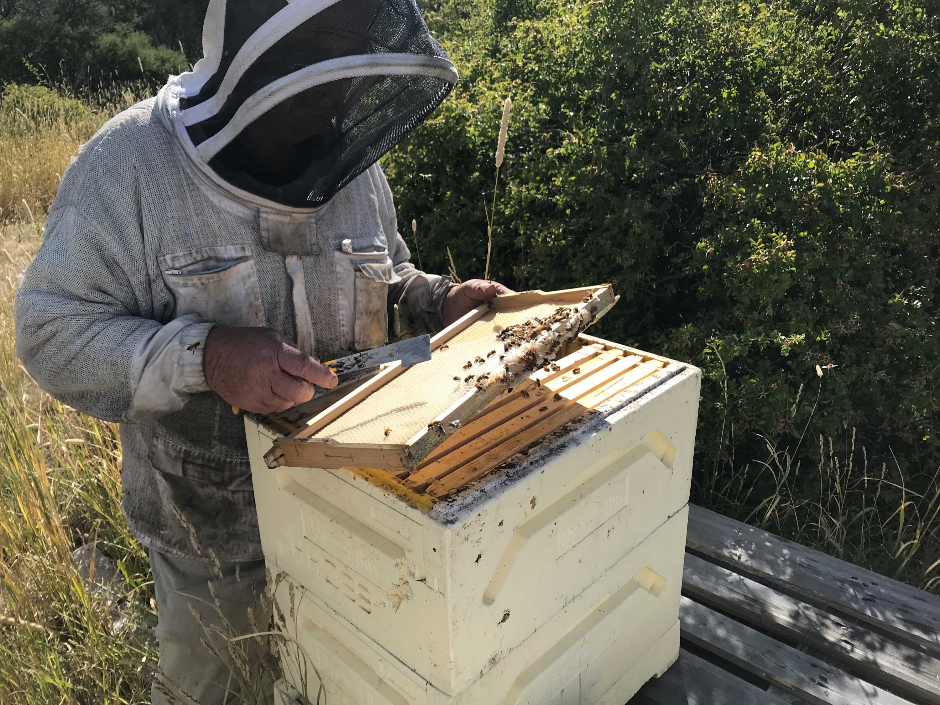 A day in the life of a beekeeper - ABC listen