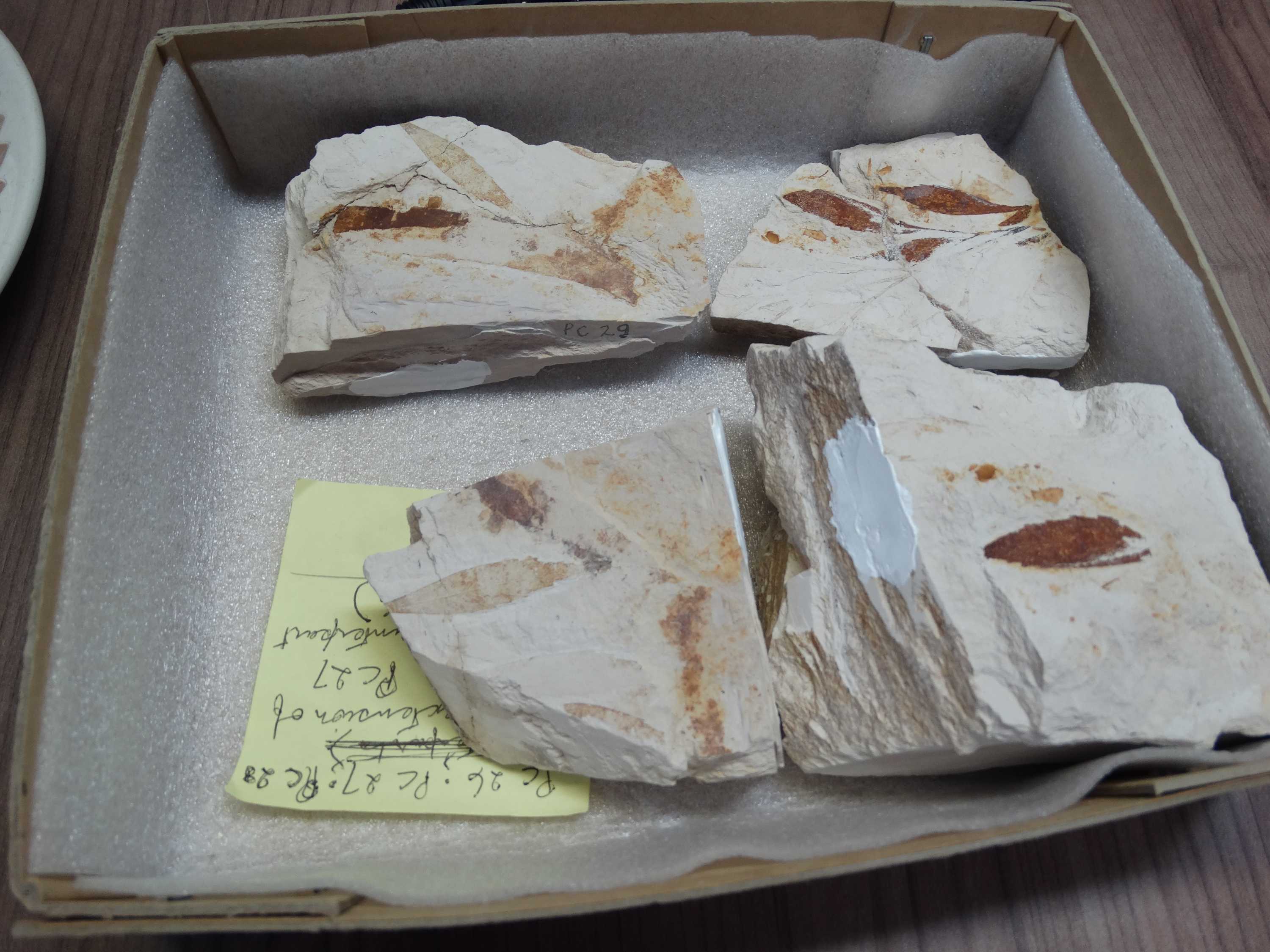 Fossilised remains of 23-million-year-old rainforest found in Gold ...