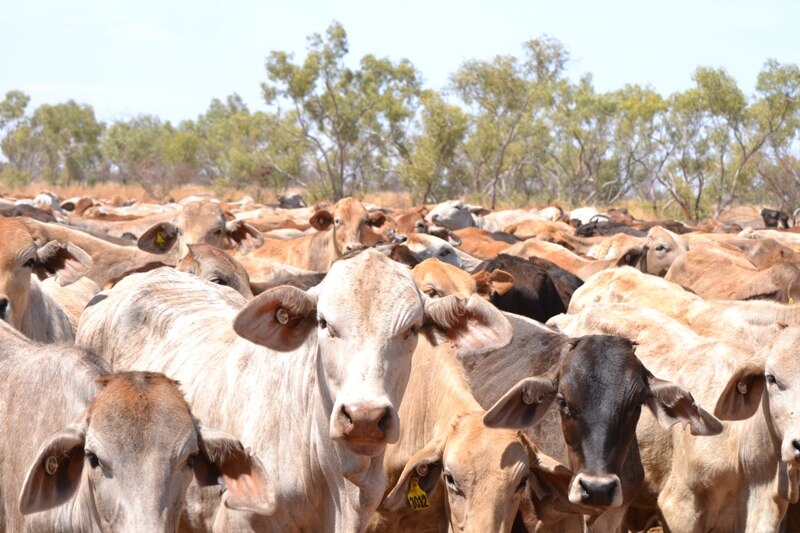Farmers desperate for federal help as towns run dry in outback drought ...