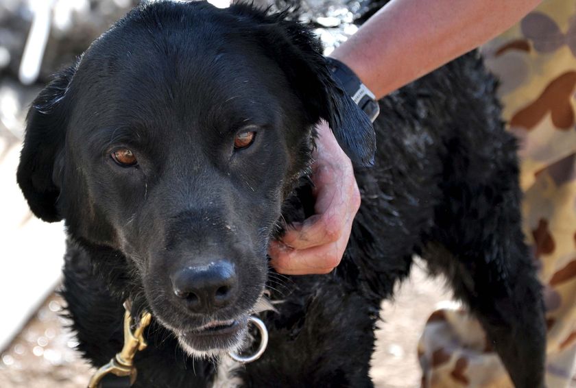 Digger dog found after Afghan adventure - ABC News