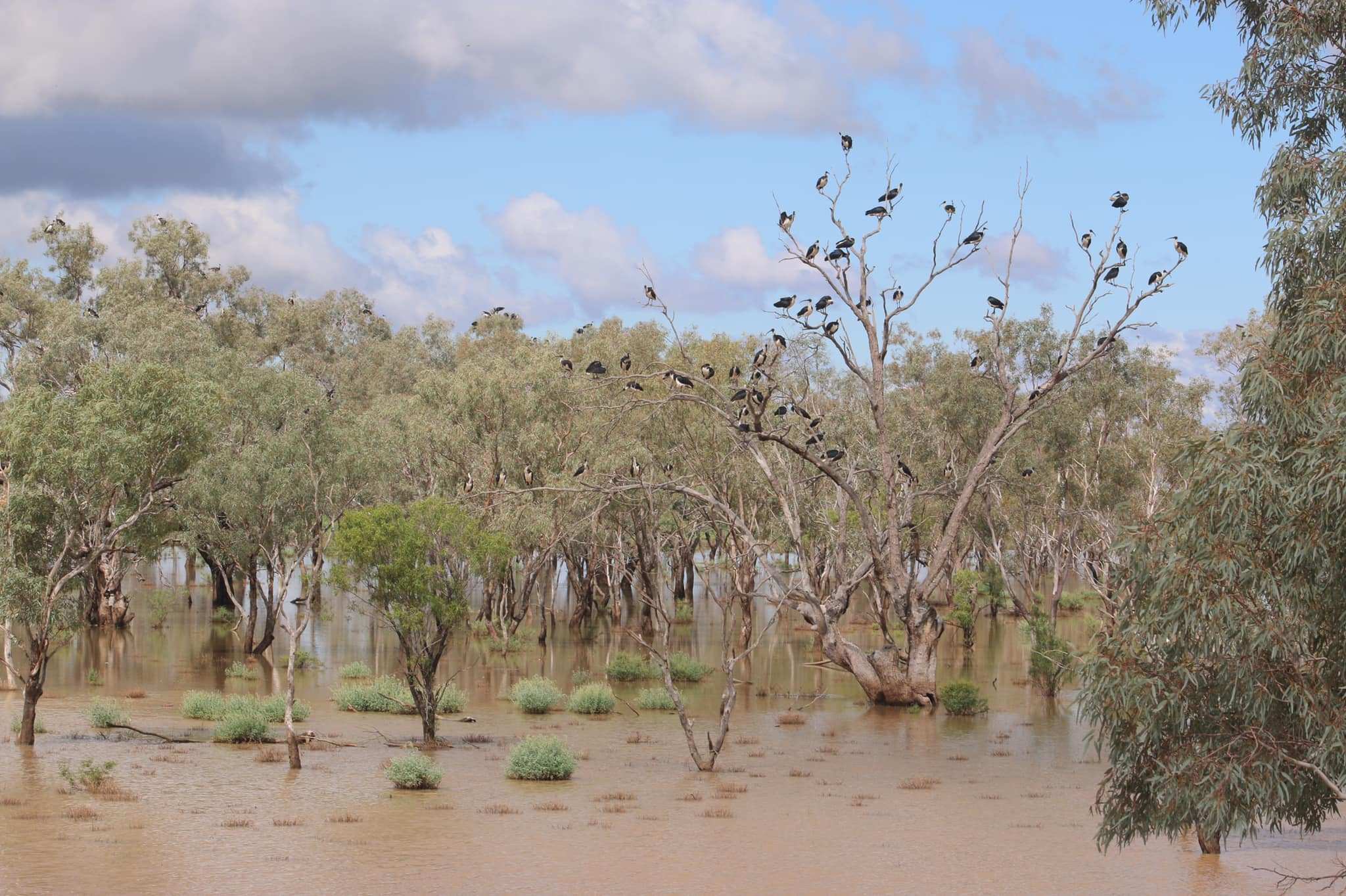 Darling River wildlife, vegetation show signs of life as they come back ...