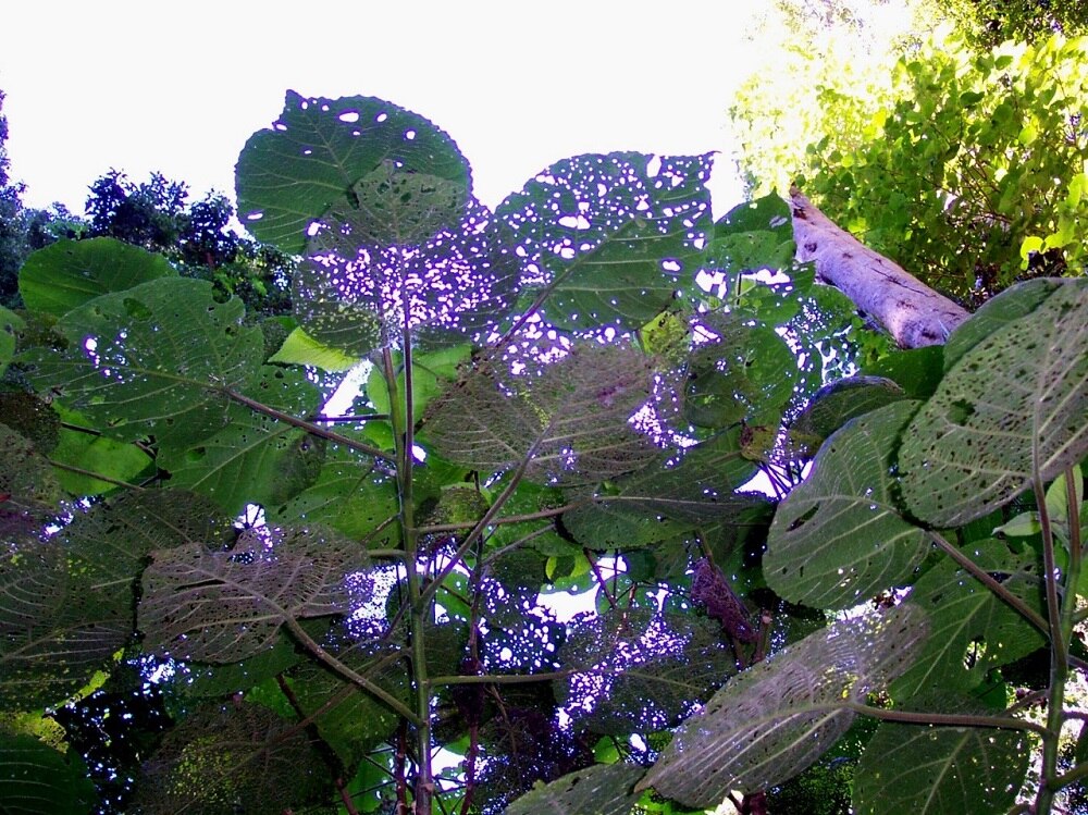 What's it like to be stung by a stinging tree - pain like no other ...