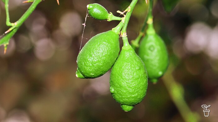 FAQs - Falling Lemons - Gardening Australia
