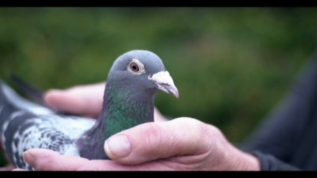 Armando: "The Lewis Hamilton of pigeons" - ABC News