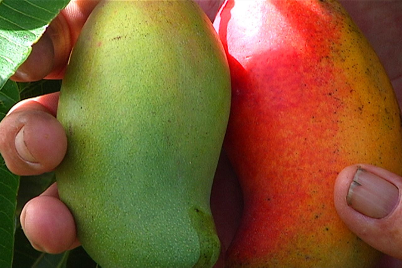 Mango skin compounds could help fight fat - ABC News