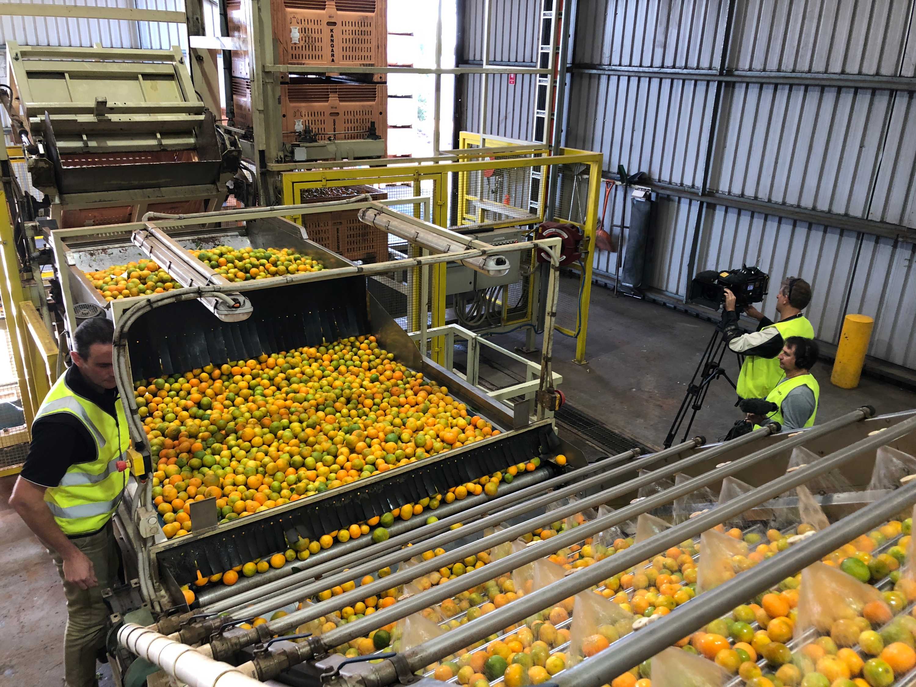 'It's like a licence to print money' — Citrus industry urges Government ...