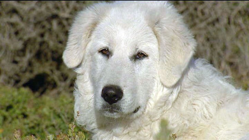 Guardian Angels - ABC News