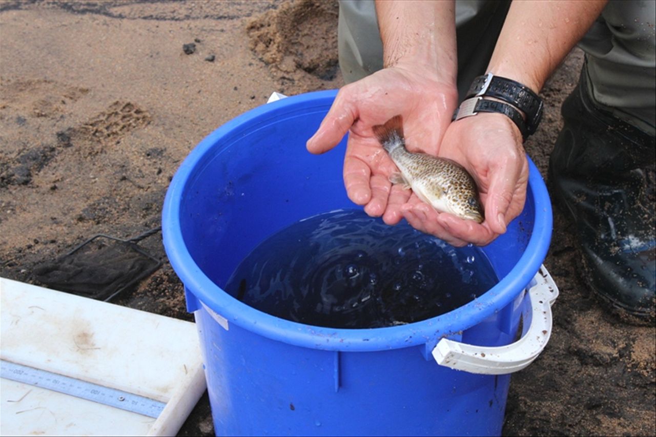 Plenty more fish in the inland sea - ABC News