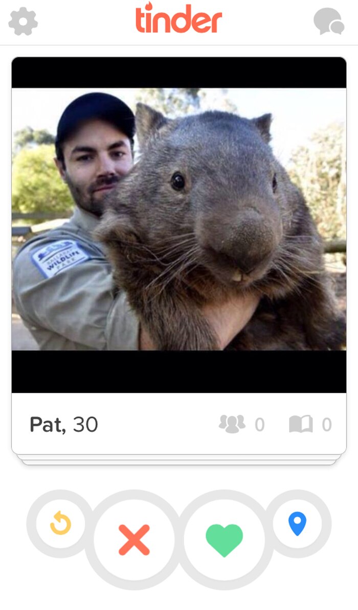 World's oldest captive wombat Patrick joins Tinder in bid to find love - ABC News