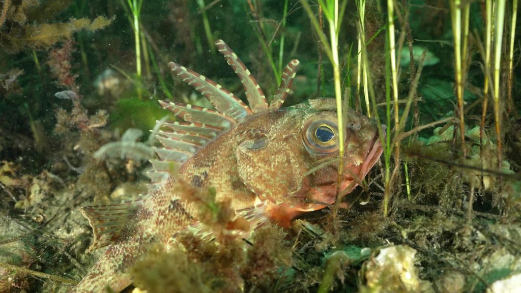 Reef rebuilding project helping marine life thrive - ABC News