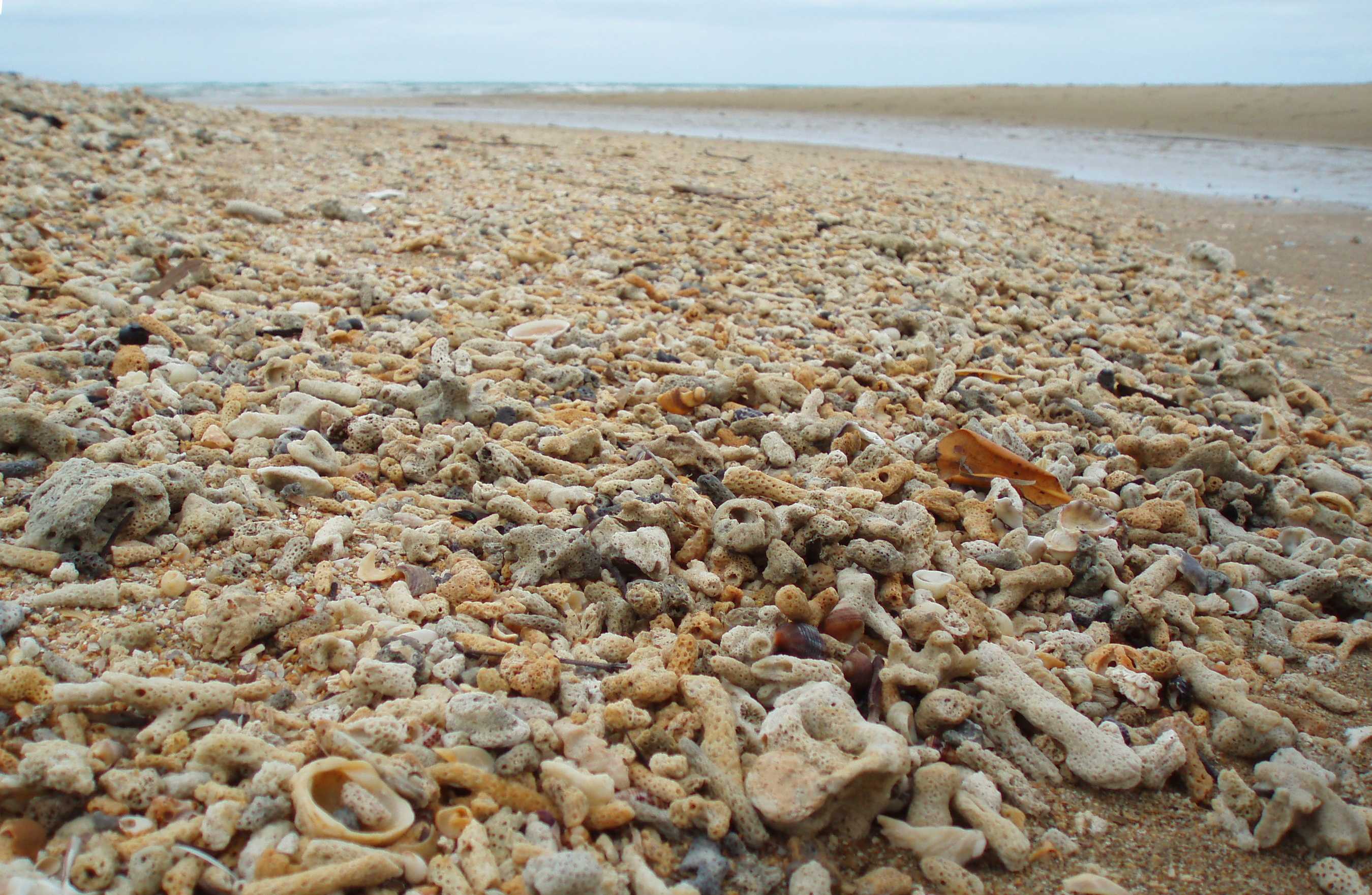 How the Great Barrier Reef can be doomed and also 'not in danger ...