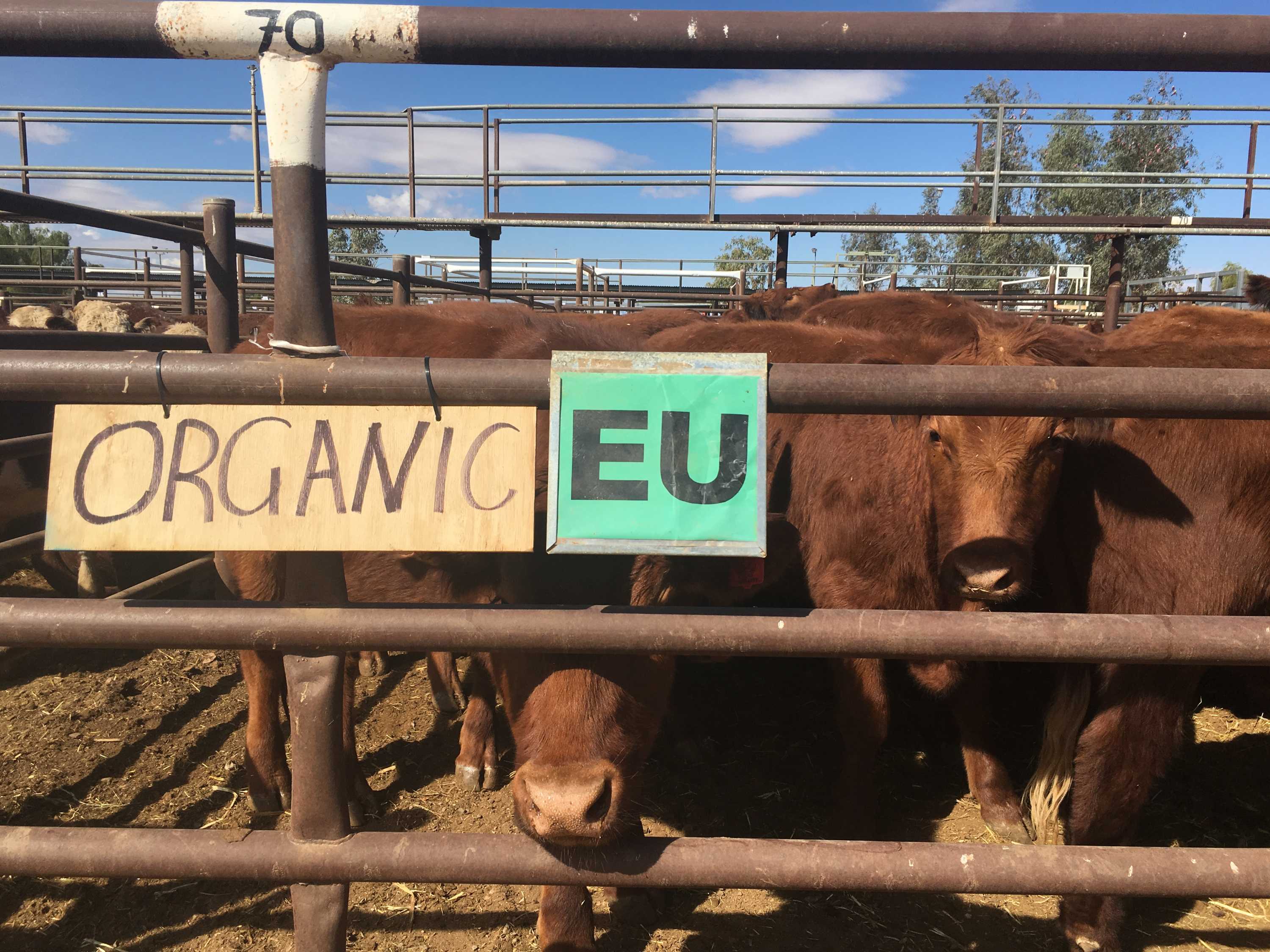 Red Centre boasts certified organic beef country the size of small ...