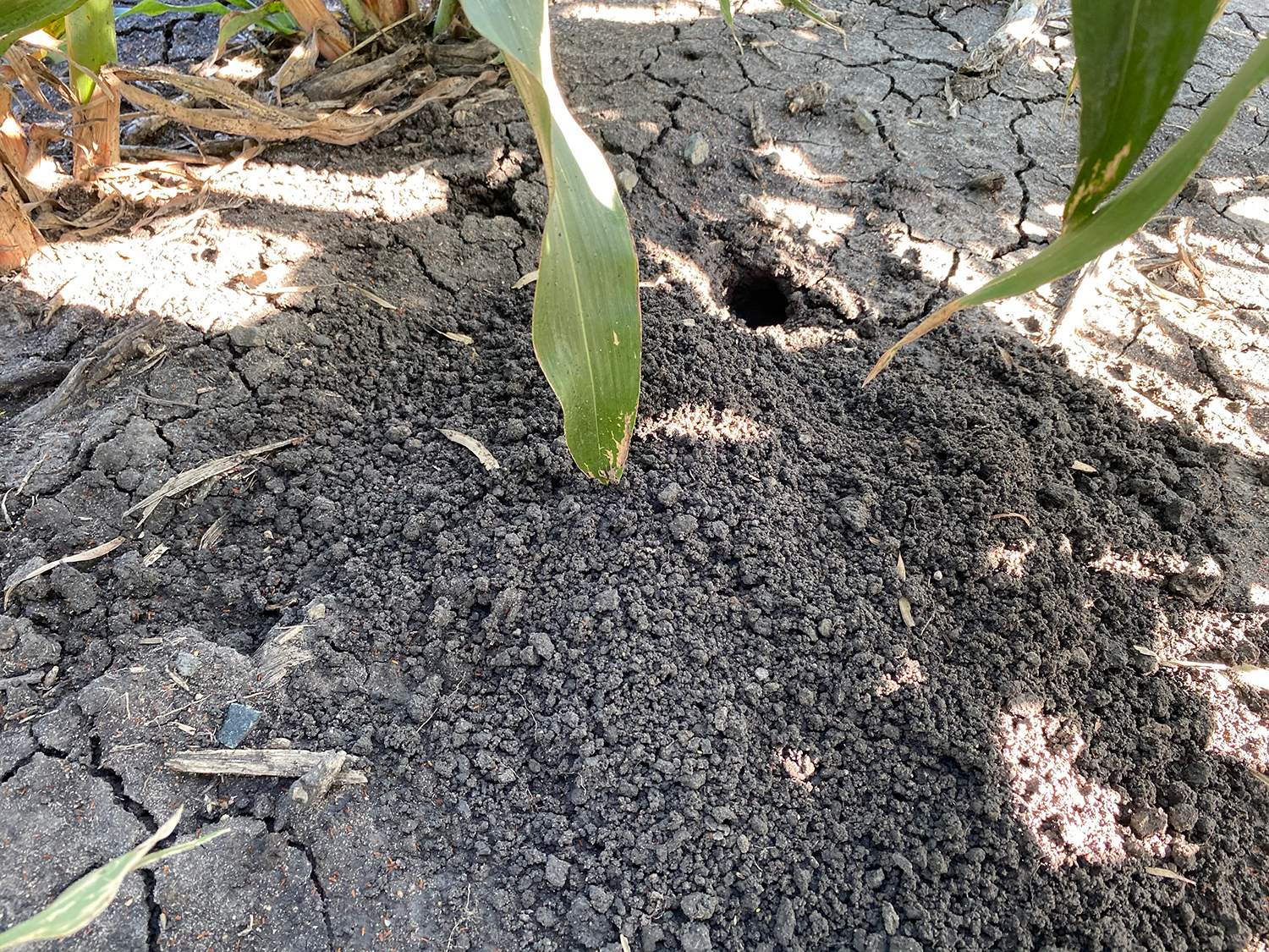 Mouse plague wreaks havoc across two states, destroying crops in Qld ...