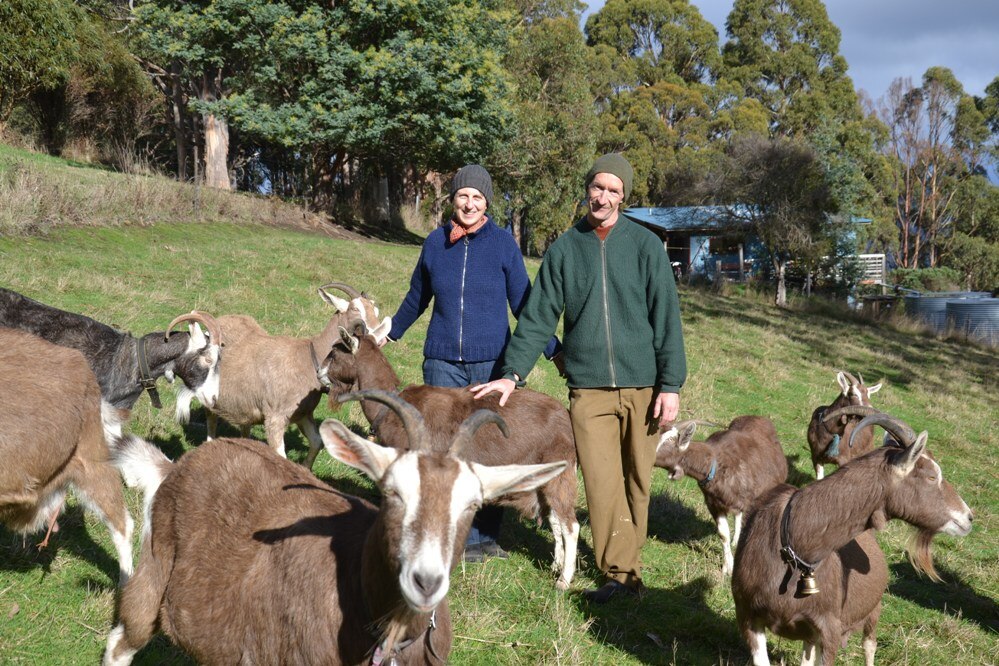 Award winning goat's cheese - ABC News