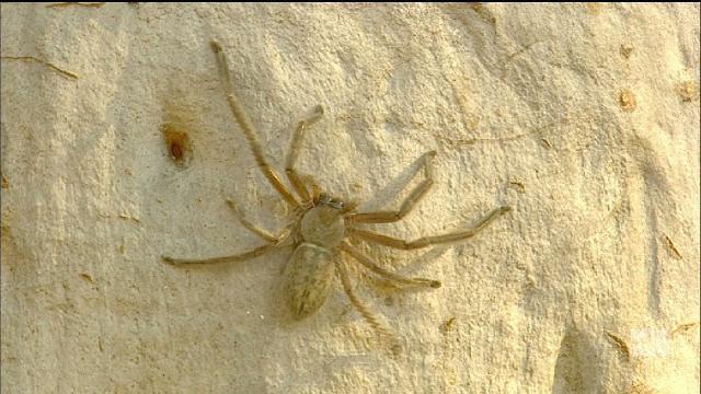 Gardening Australia: Spider’s role in ecosystem - ABC Education