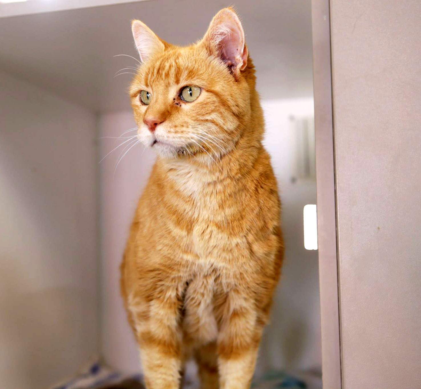 Late kitten season leaves Perth Cat Haven shelter bursting at seams ...