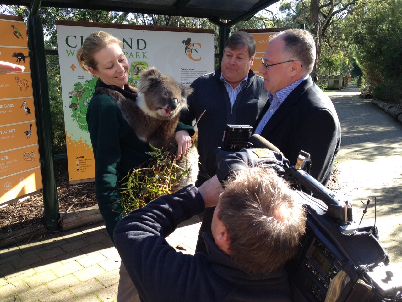 Draft plan to protect South Australia's koala population launched - ABC ...