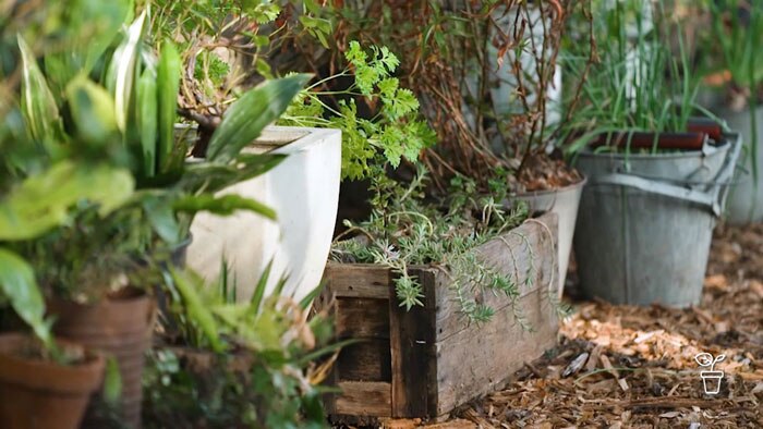 Crop Pots - Gardening Australia
