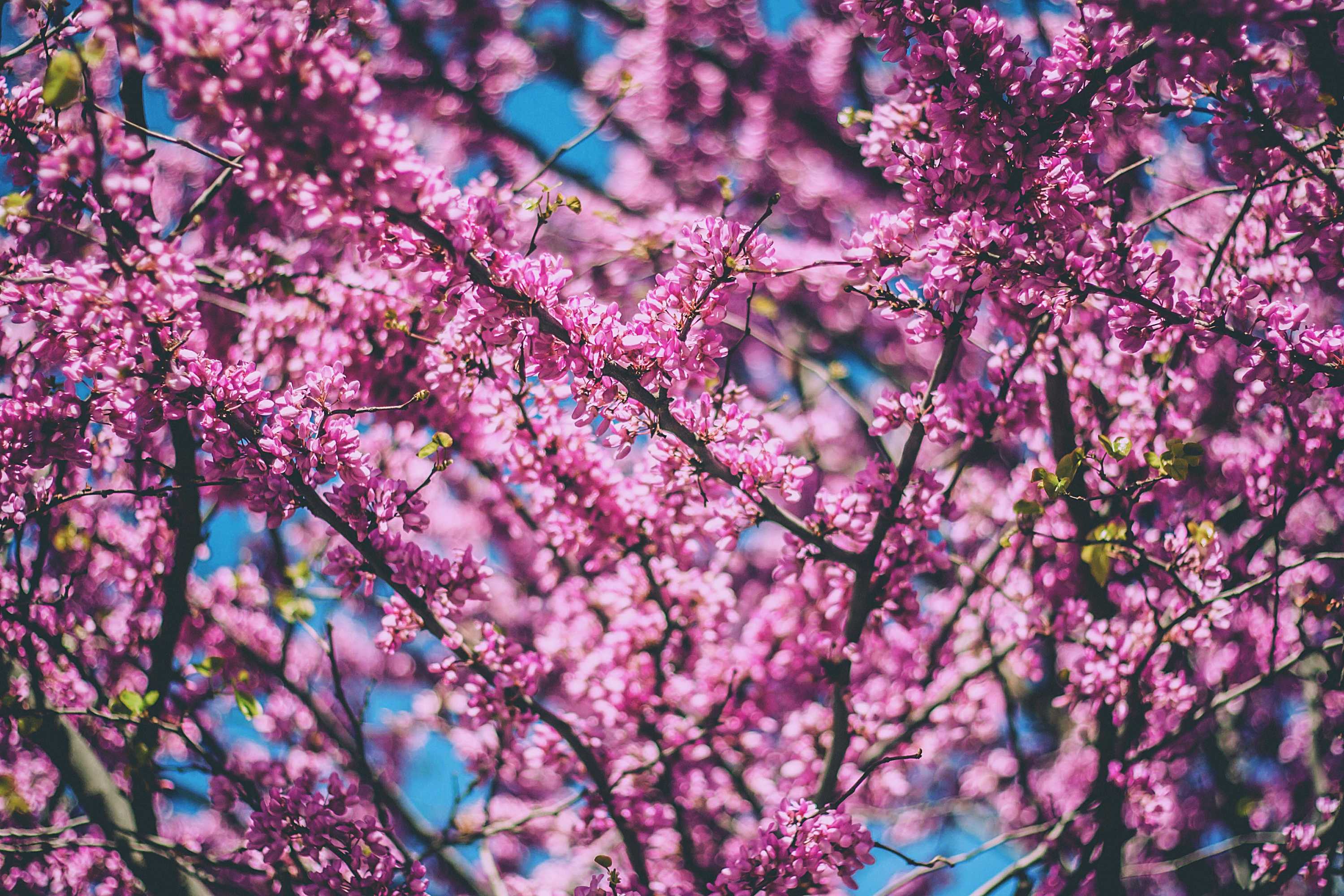 Learn English: Spring into spring in Australia - ABC Education