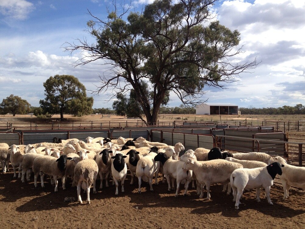 Dorper sheep keep farming family on the land - ABC News