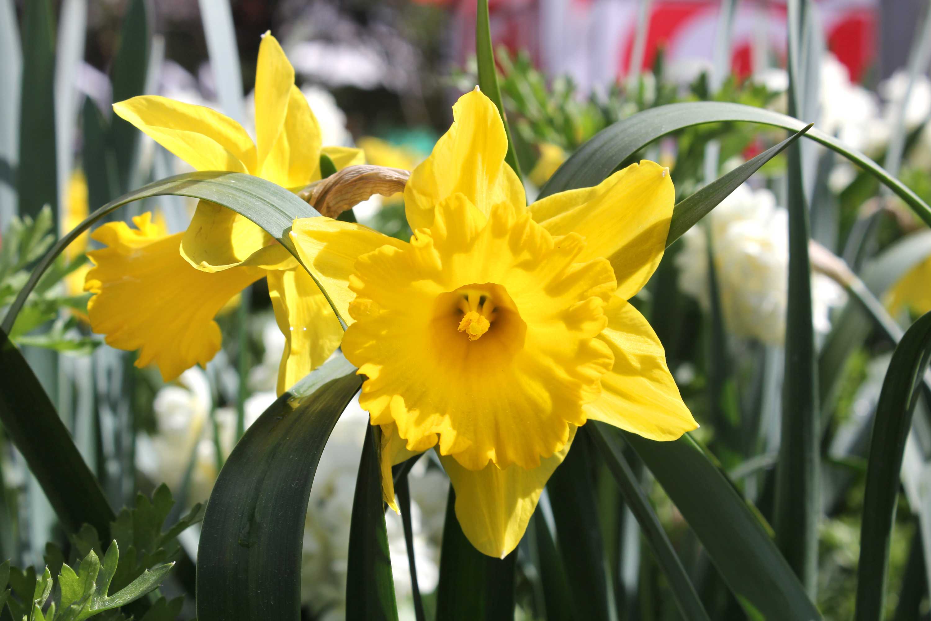Celebrating Daffodil Day and the work of the Cancer Council. - ABC Hobart