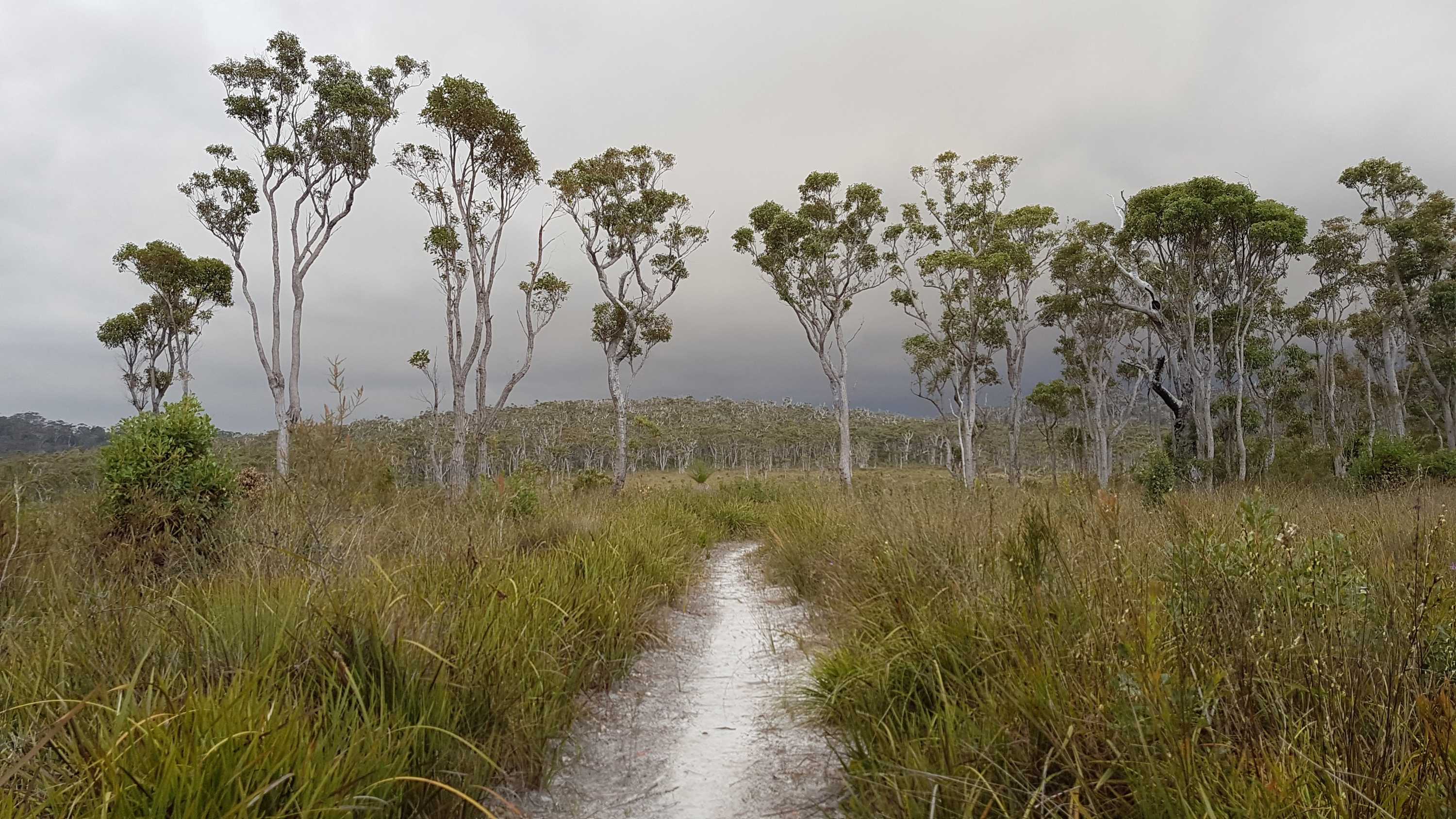 It's Just Not Cricket - ABC listen