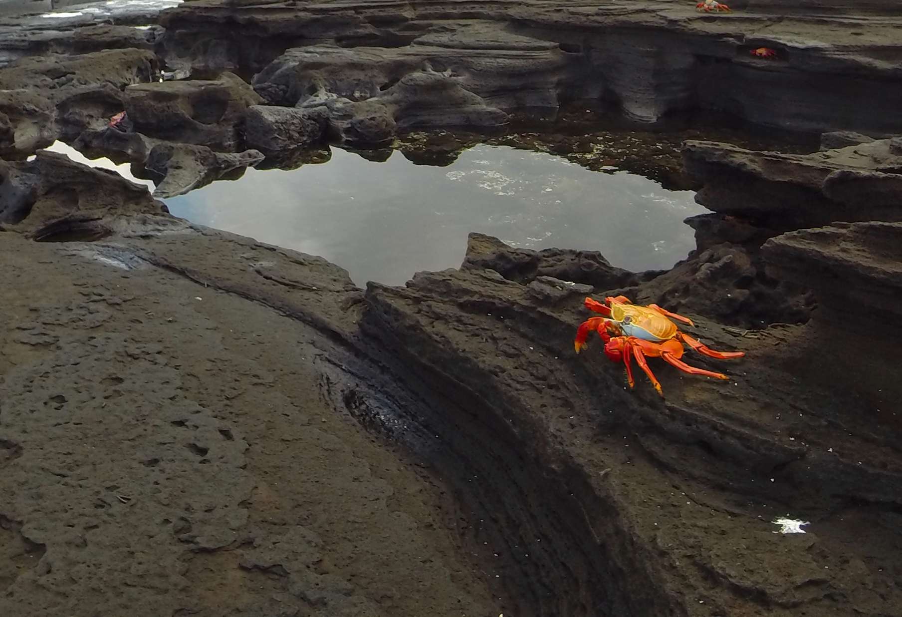 Charles Darwin and the secrets of the Galapagos Islands - ABC Radio ...