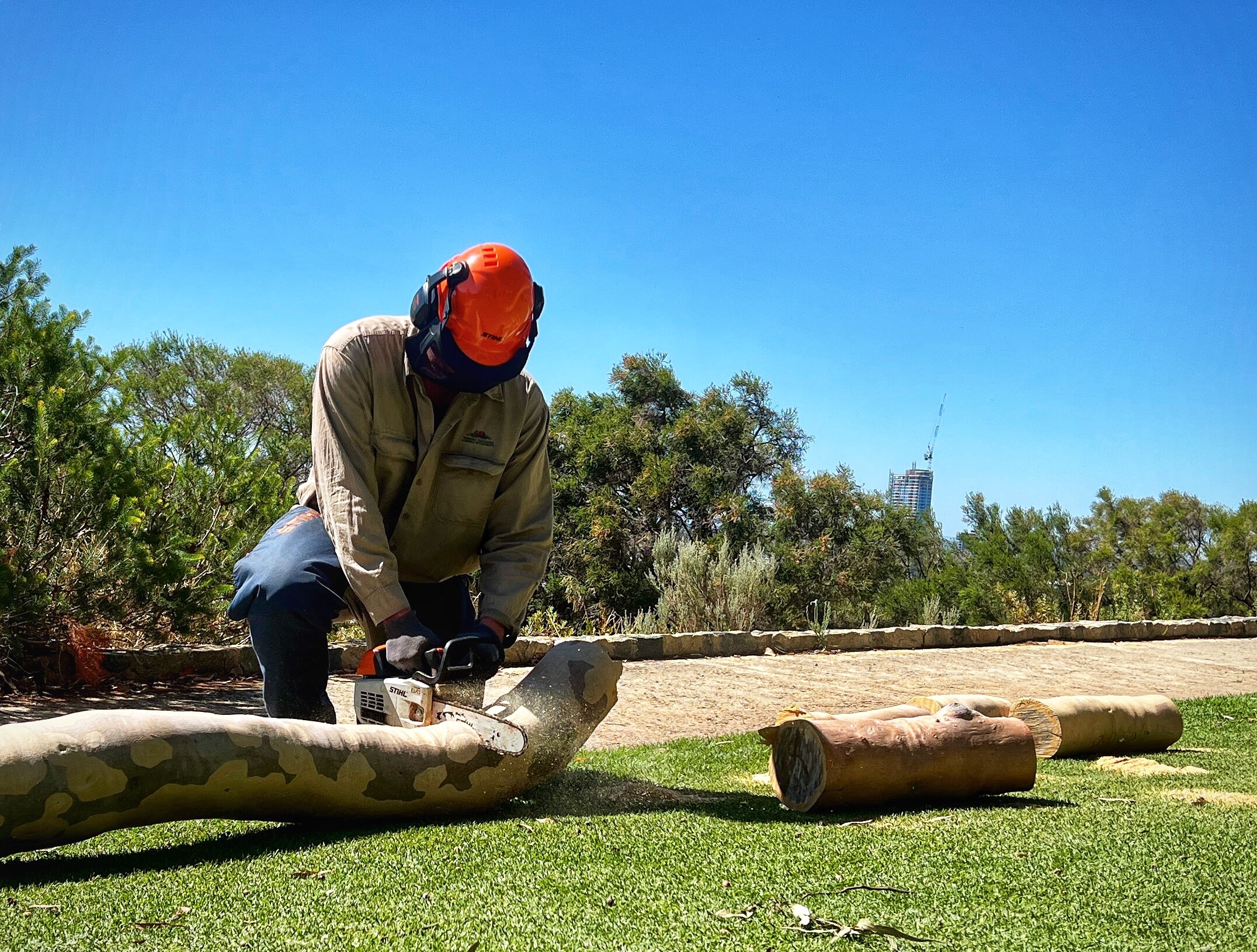 Tree branch falls on people gathered for Australia Day at Perth's Kings ...