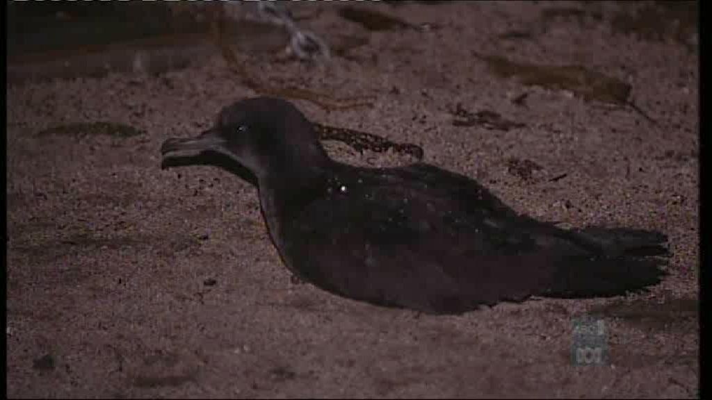 Birds imperiled by changing climate - ABC News