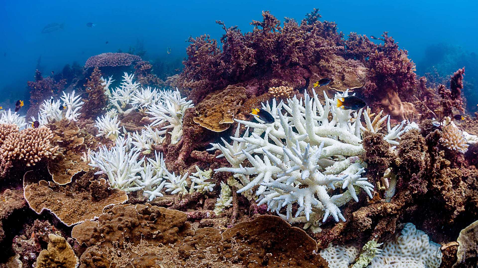 Coral Bleaching - Behind The News