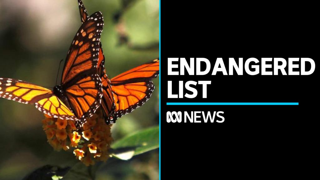 Beloved monarch butterflies listed as endangered - ABC News
