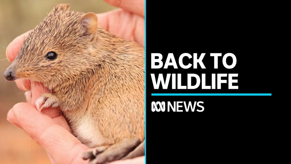 Scientists search for ways to return extinct animals to the landscape ...