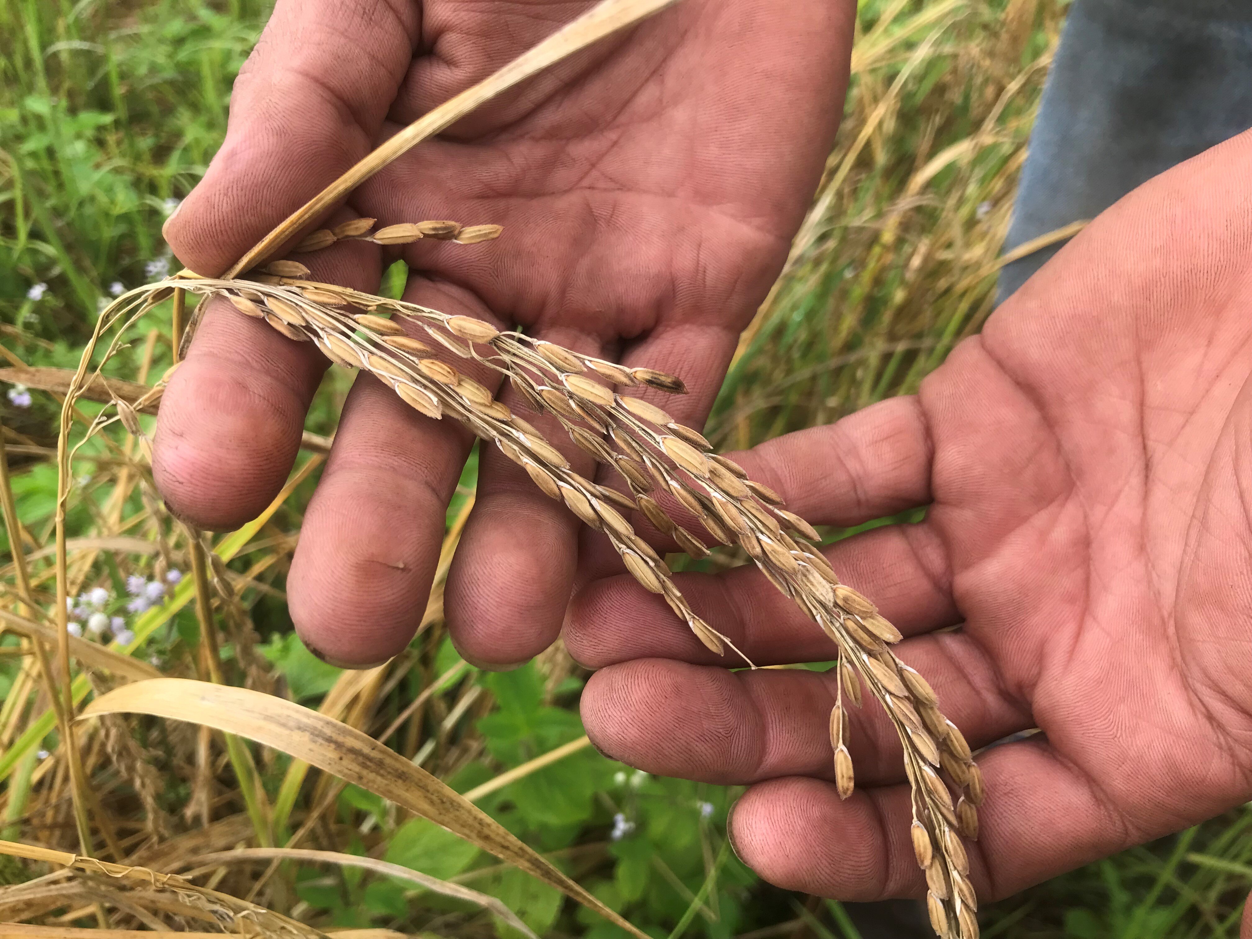 Black rice harvested for first time in Australia as superfood demand ...