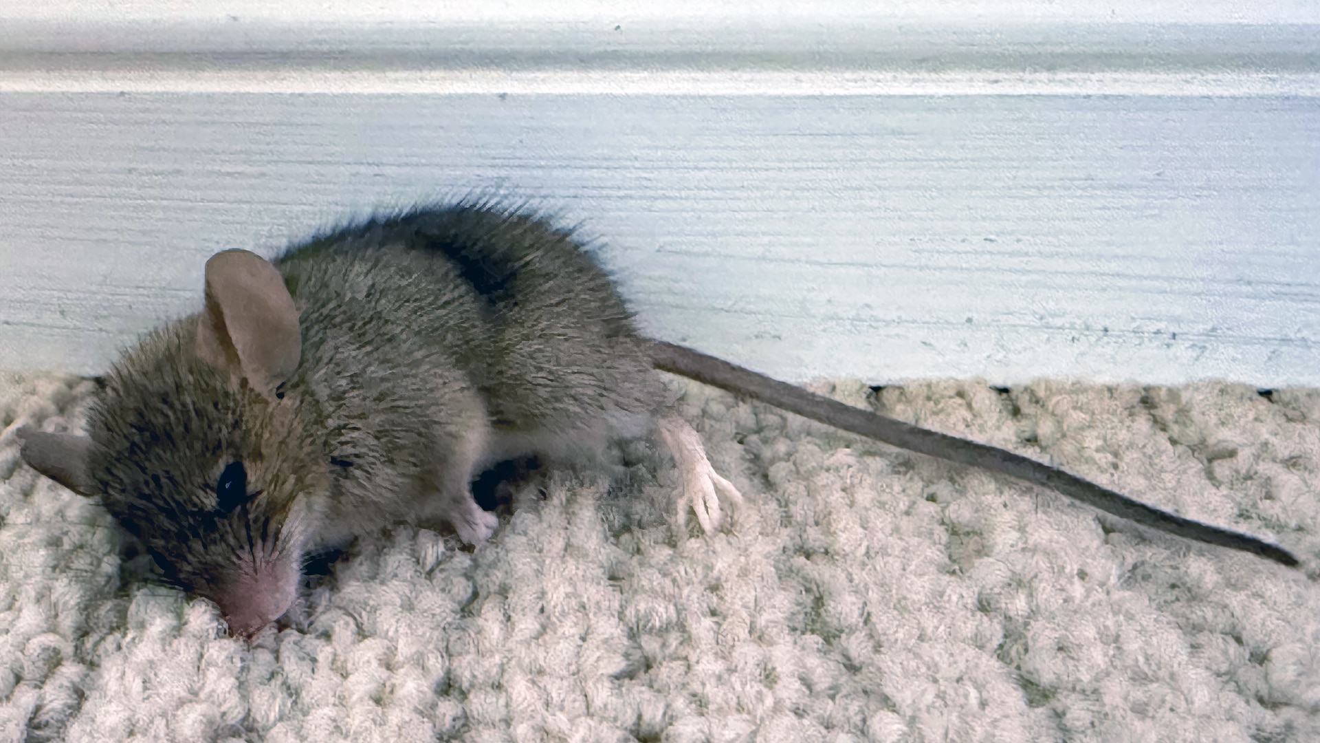 Mouse plague taskforce to help WA country schools battling infestation ...