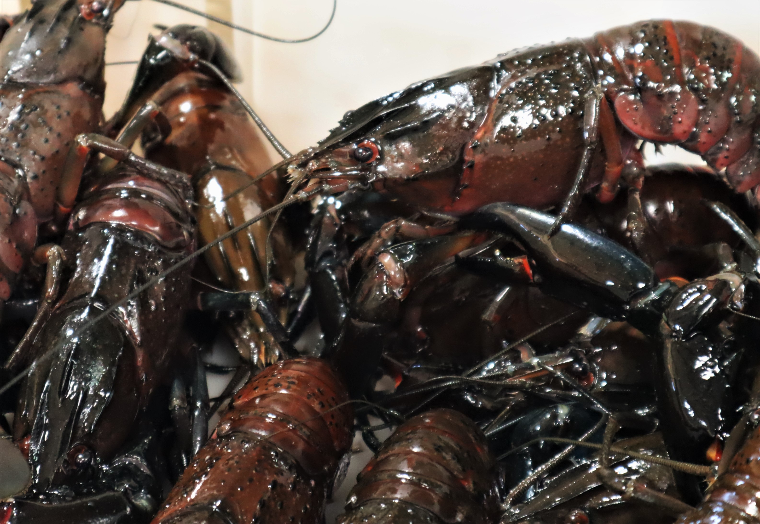 WA government to prosecute 13 people over 285 marron allegedly caught ...