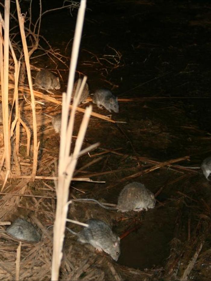 Downpour triggers rat influx - ABC News