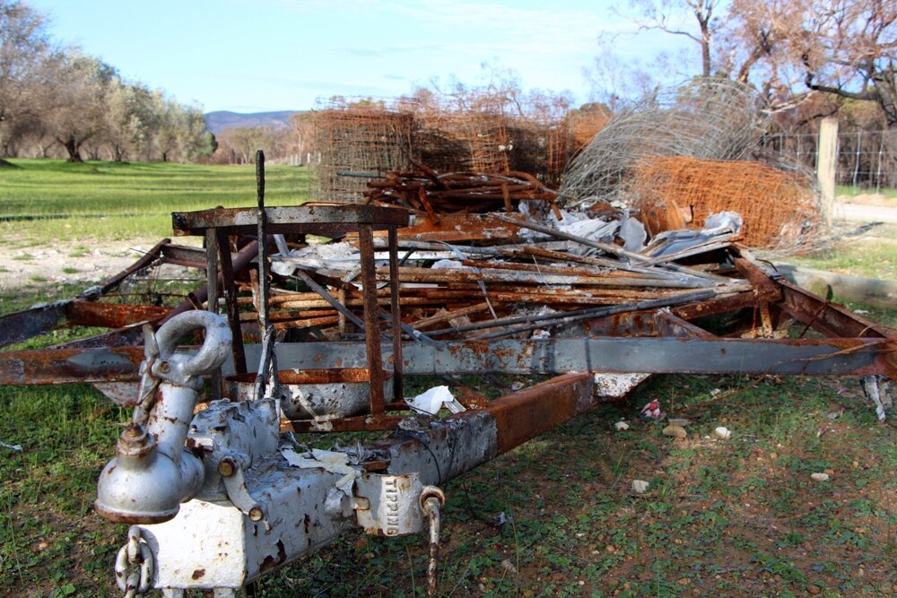 Olive plantation Laharum Grove recovers from Grampians bushfires - ABC News