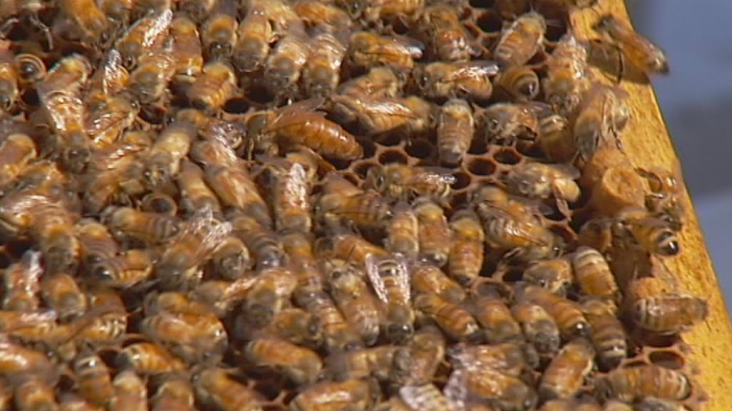 Bee study - ABC News