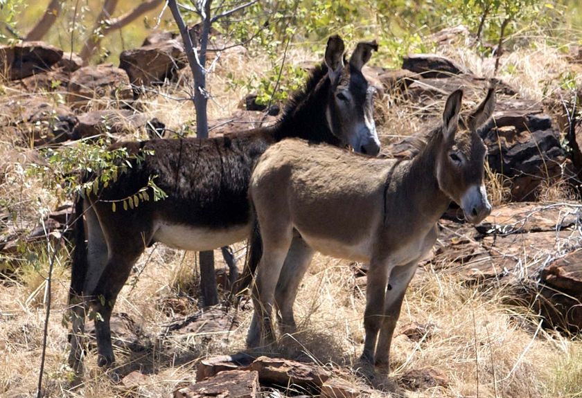 Donkey trade deal 'may be worth $20m' - ABC News