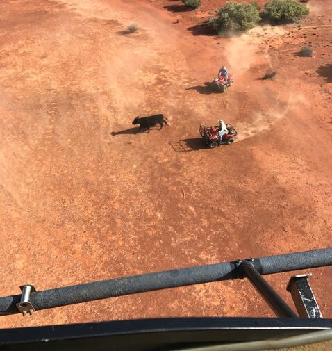 Byron Bay-based chopper musterer says he has never worked a day in his ...