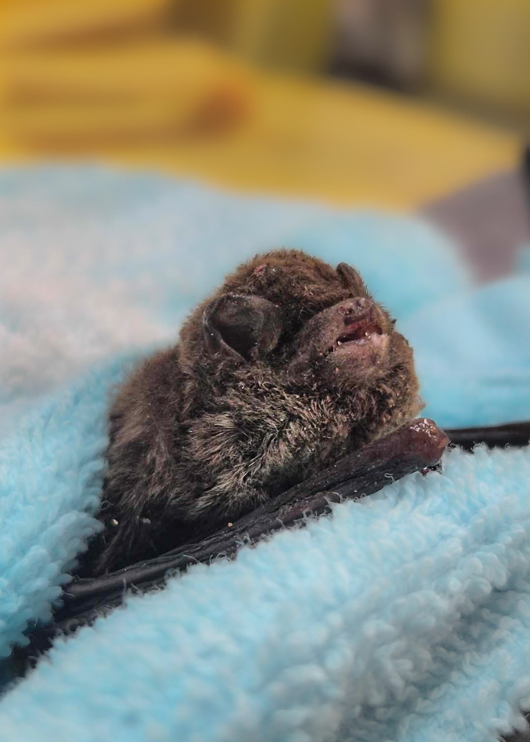 Arsonists torch and kill 48 little bent-winged bats on Sunshine Coast ...