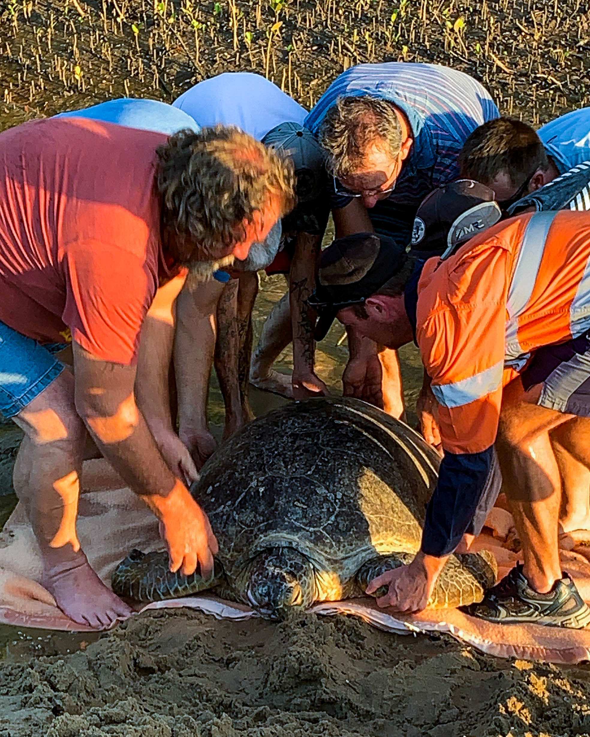 “Caring Community Unites to Save Stranded Turtle on Mackay Coast: A ...