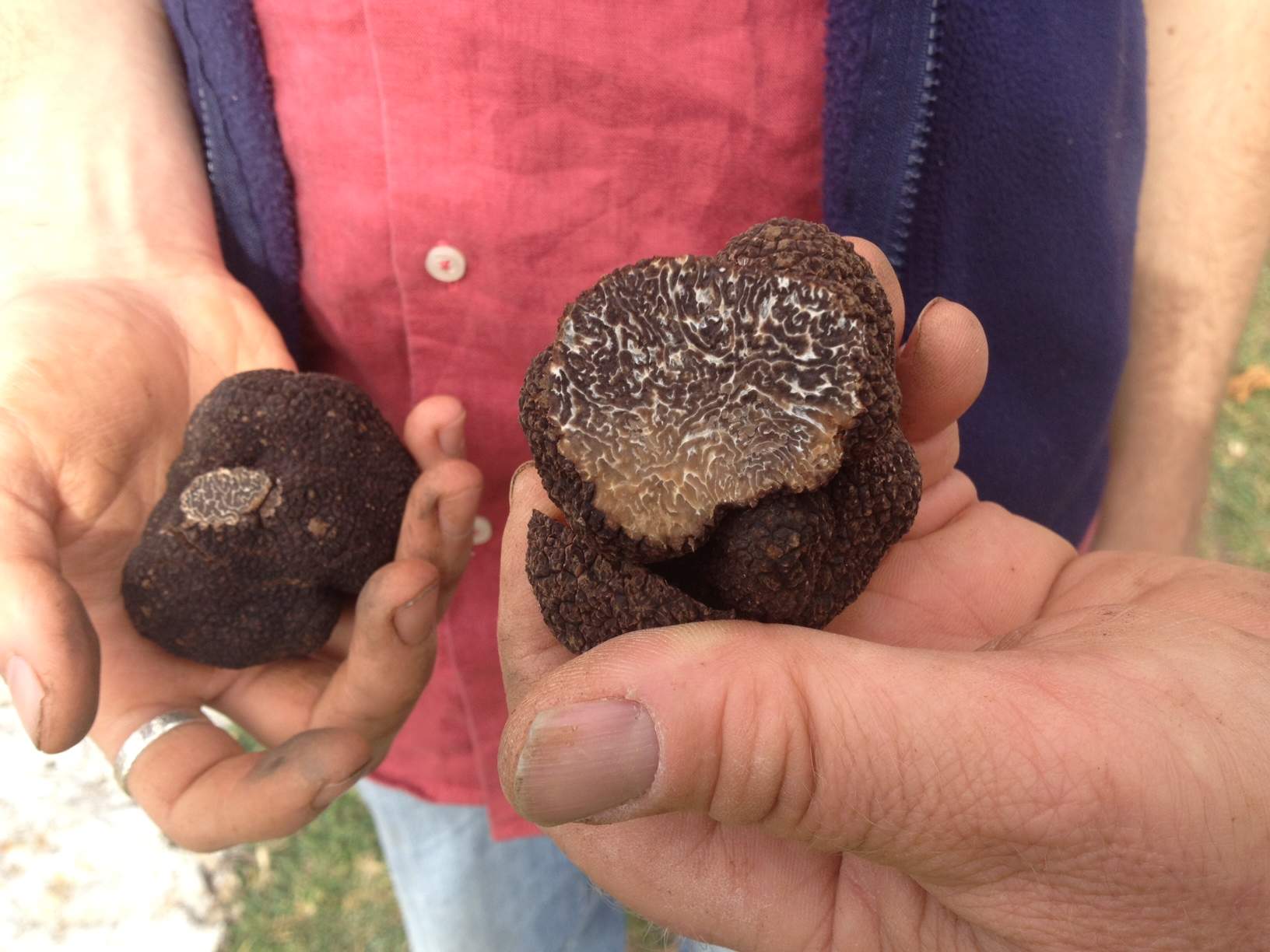 Truffle season starts early in ACT and NSW - ABC News