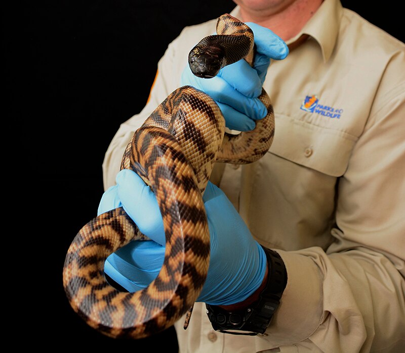 Deadly snakes found in the post as authorities bust native reptile ...