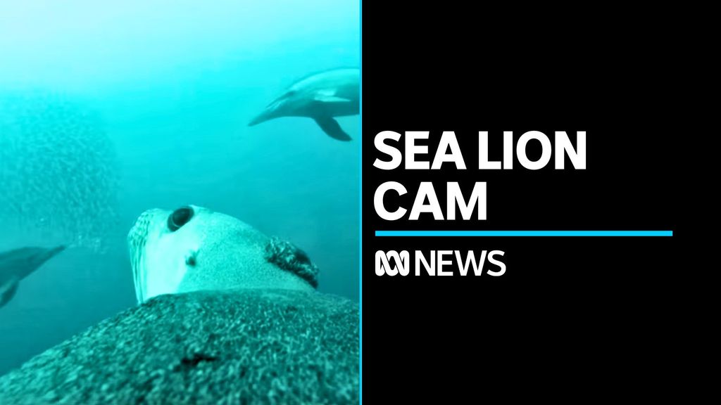 New hospital opens for koalas hurt in natural disasters - ABC News