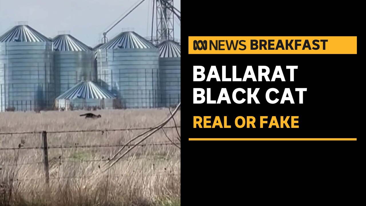 Black cat video prompts calls to contain feral felines - ABC News