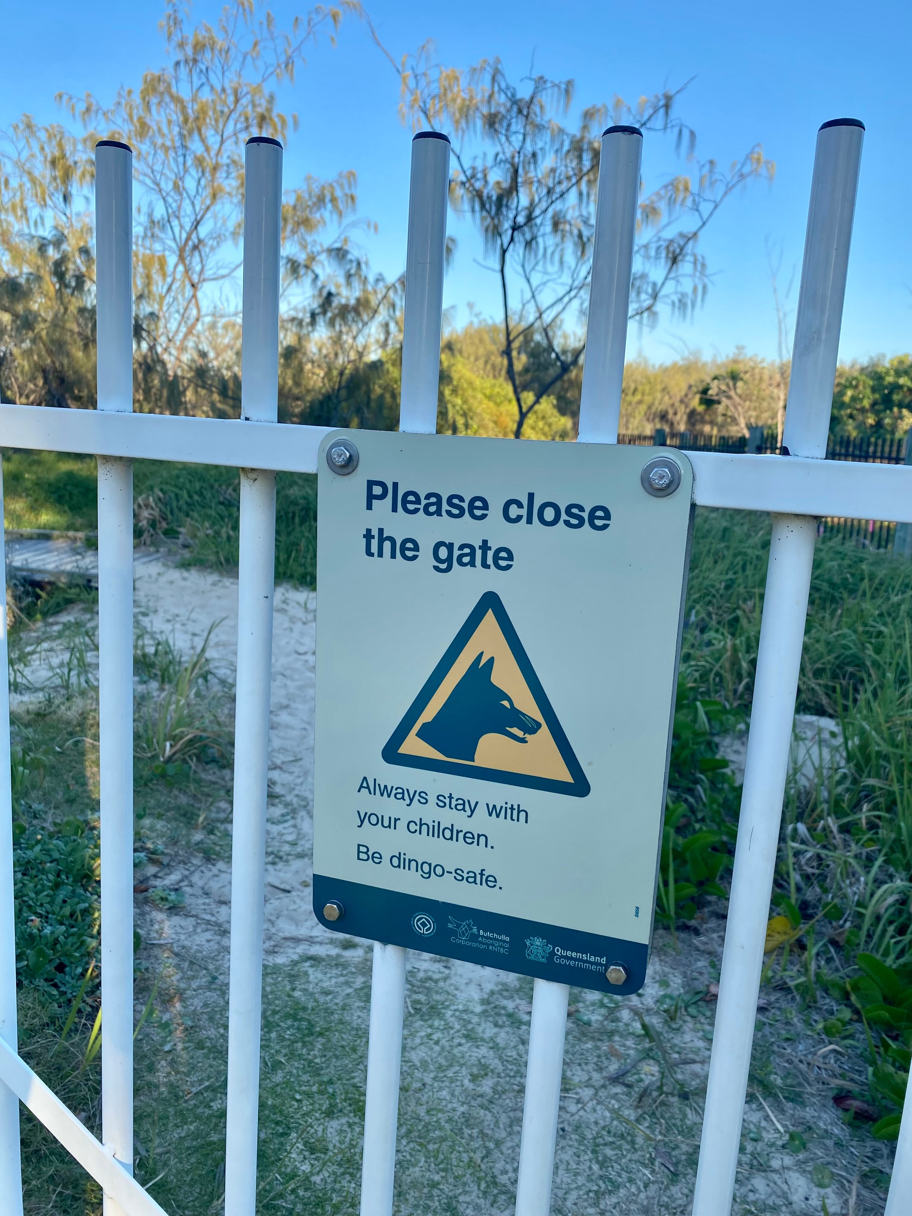 Managing dingoes on K'gari proving difficult despite no increase in ...